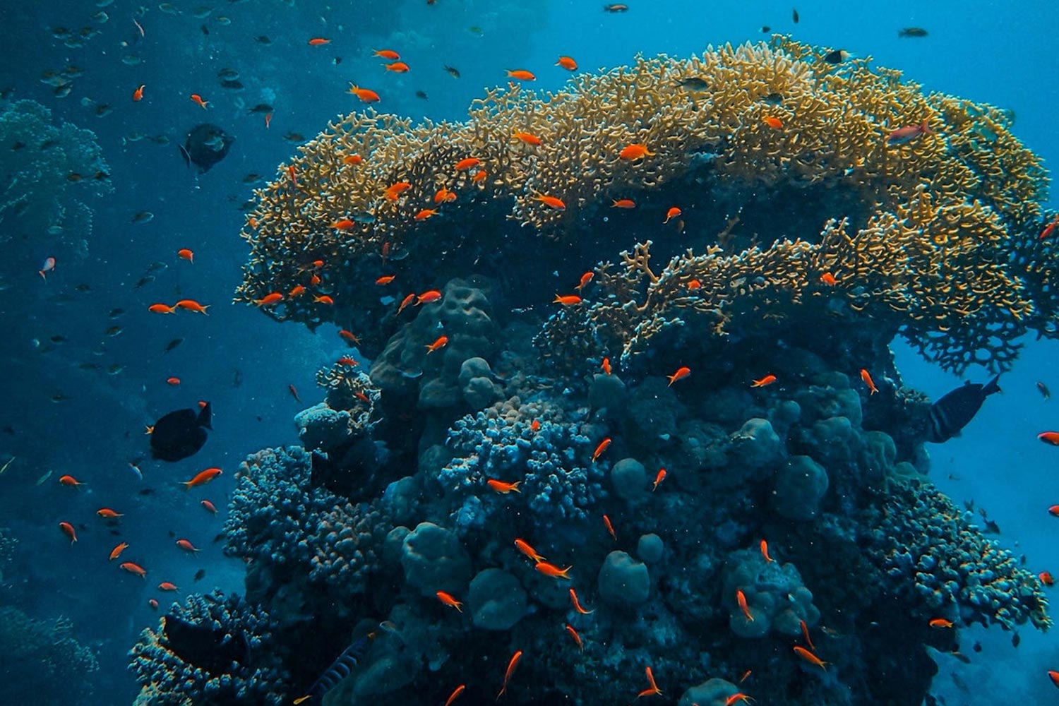 About Oceans – Fiji Climate Change and International Cooperation ...